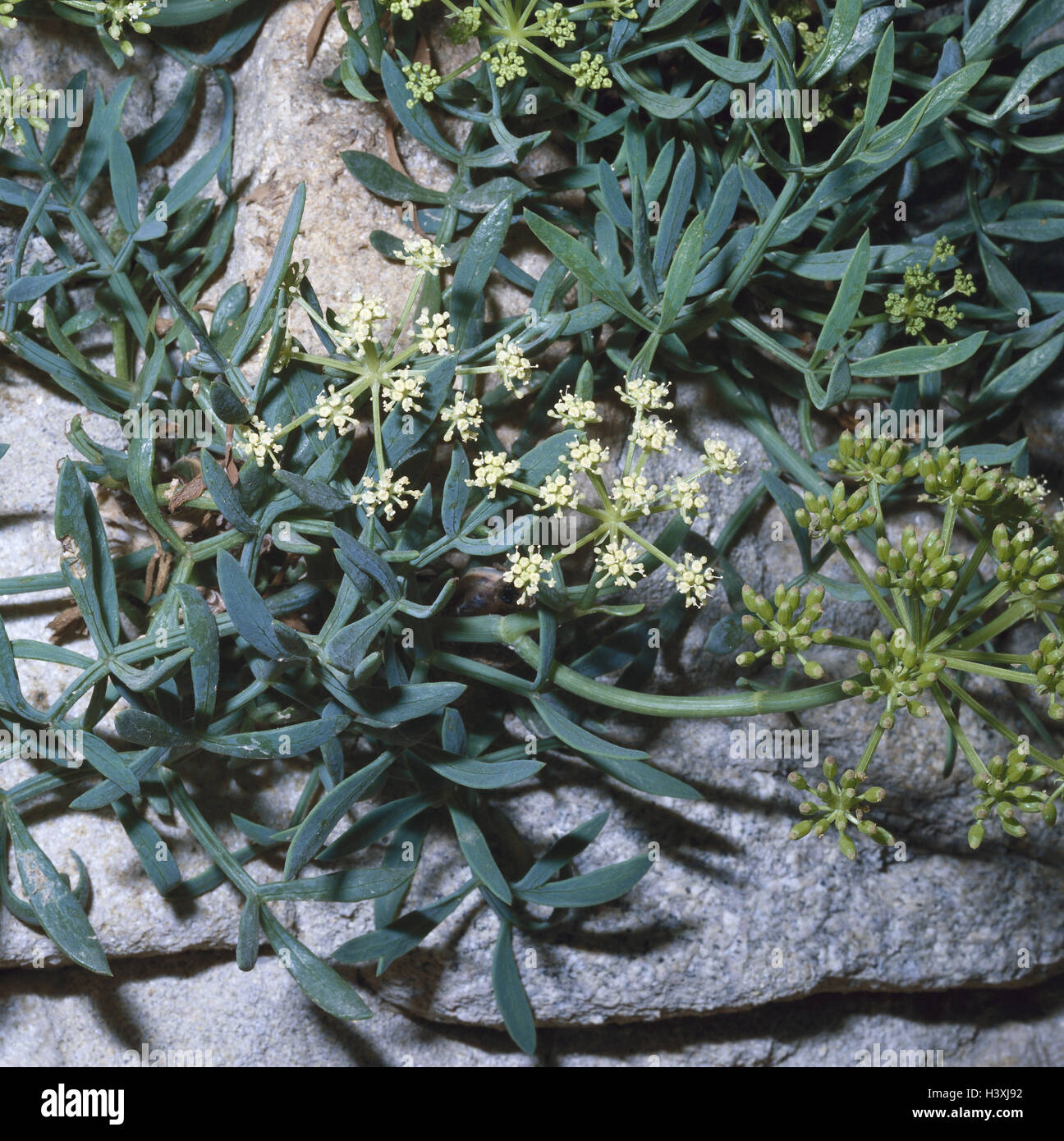 Sea fennel, Crithmum maritimum, nature, botany, flora, plants, rock ...