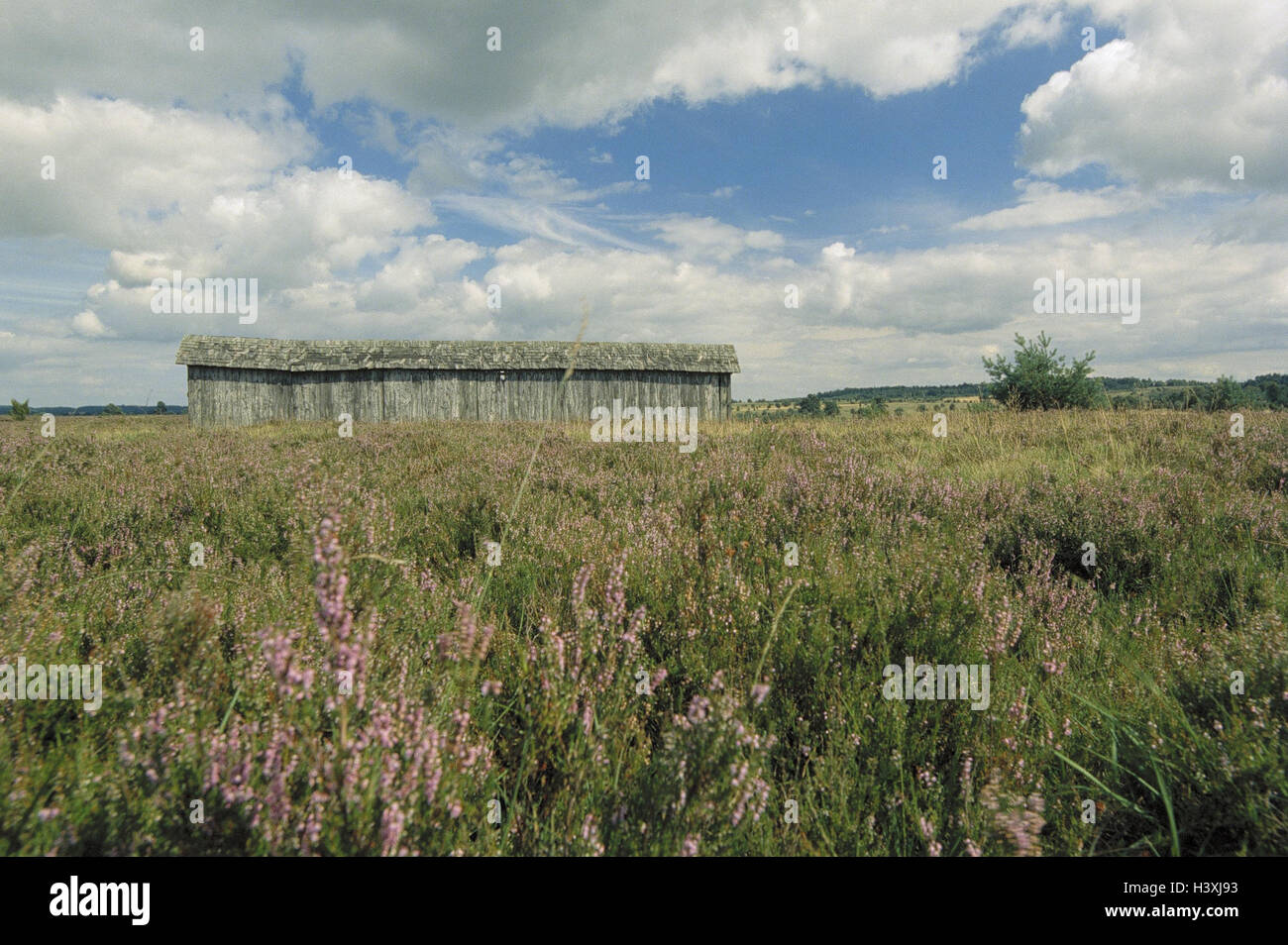 Germany, Lower Saxony, Lüneburger moor, Undeloh, moor scenery, wooden ...