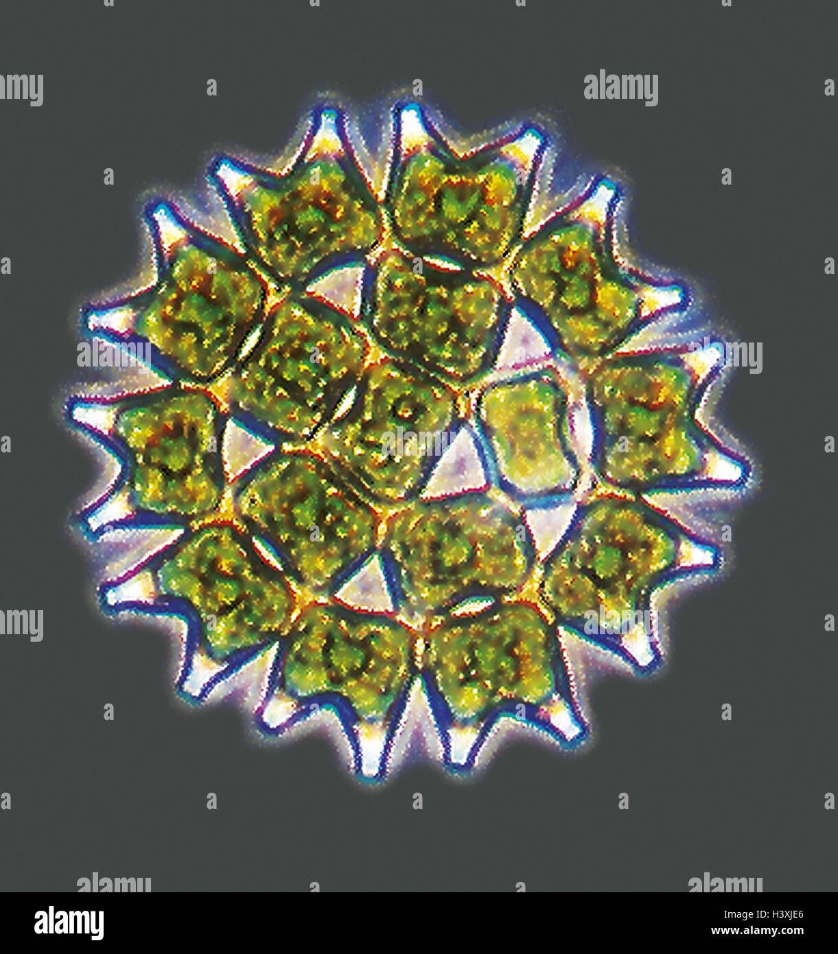 Simplex microcosm hi-res stock photography and images - Alamy