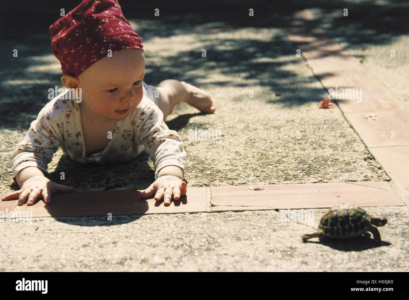 Garden, baby, abdominal position, tortoise, observe summer, child ...