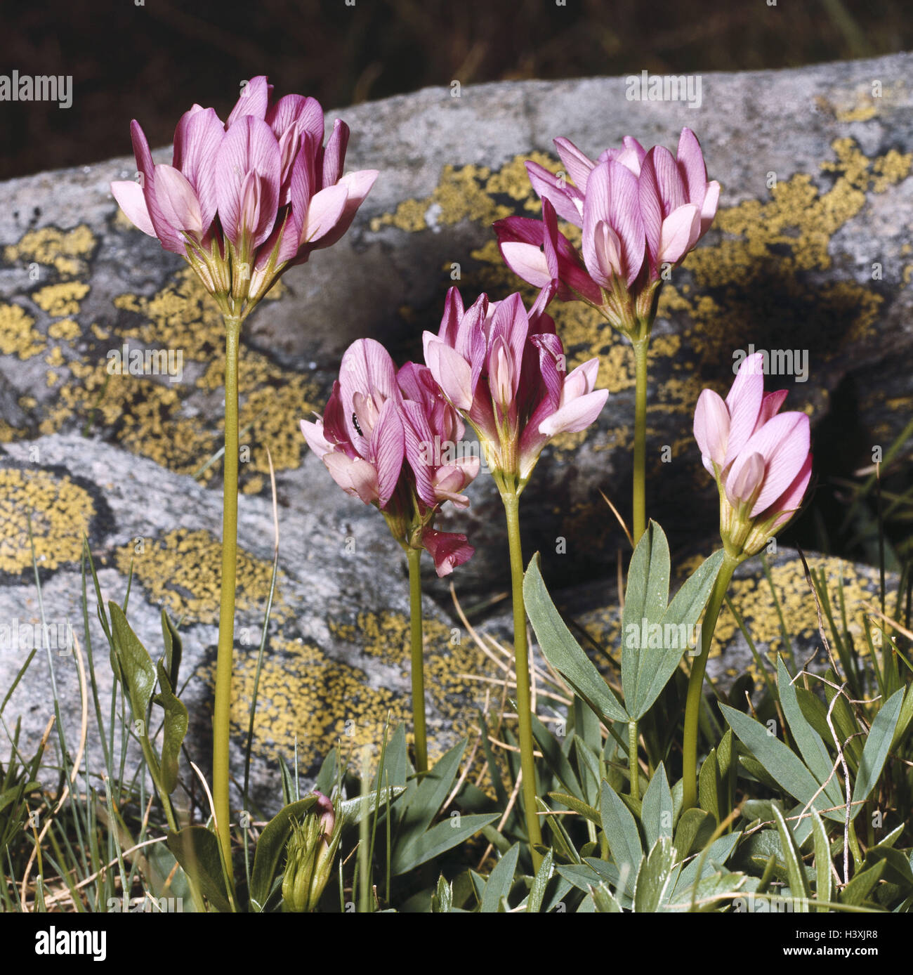 Alp clover trifolium alpinum hi-res stock photography and images - Alamy