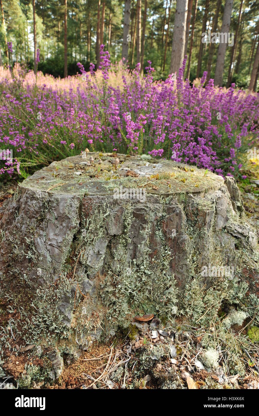Tree stump hi-res stock photography and images - Alamy