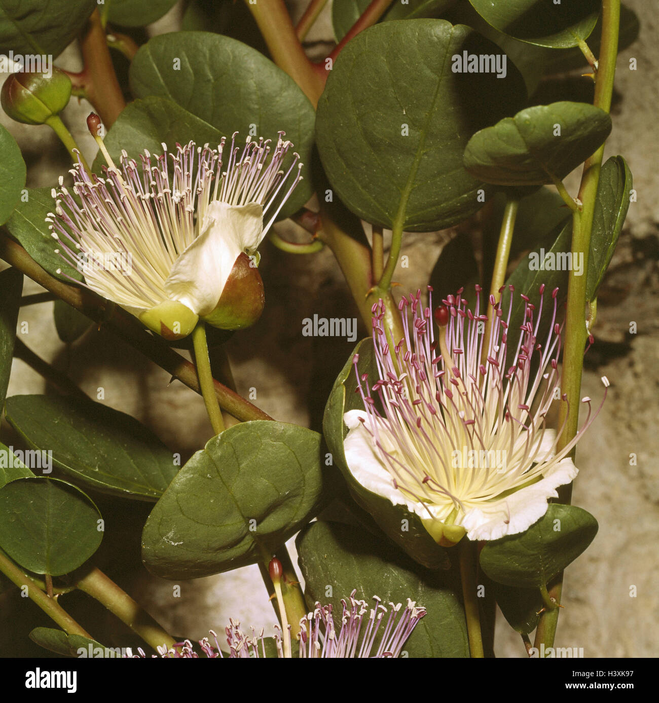 Real capers shrub hi-res stock photography and images - Alamy