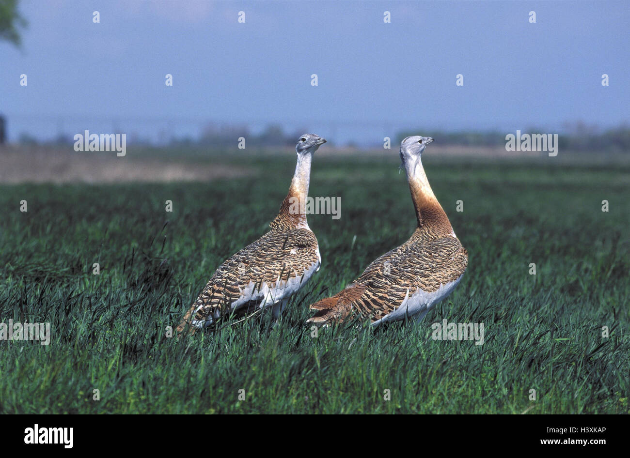 Hungary, meadow, great bustards, Otis tarda, Europe, Wildlife, wild ...