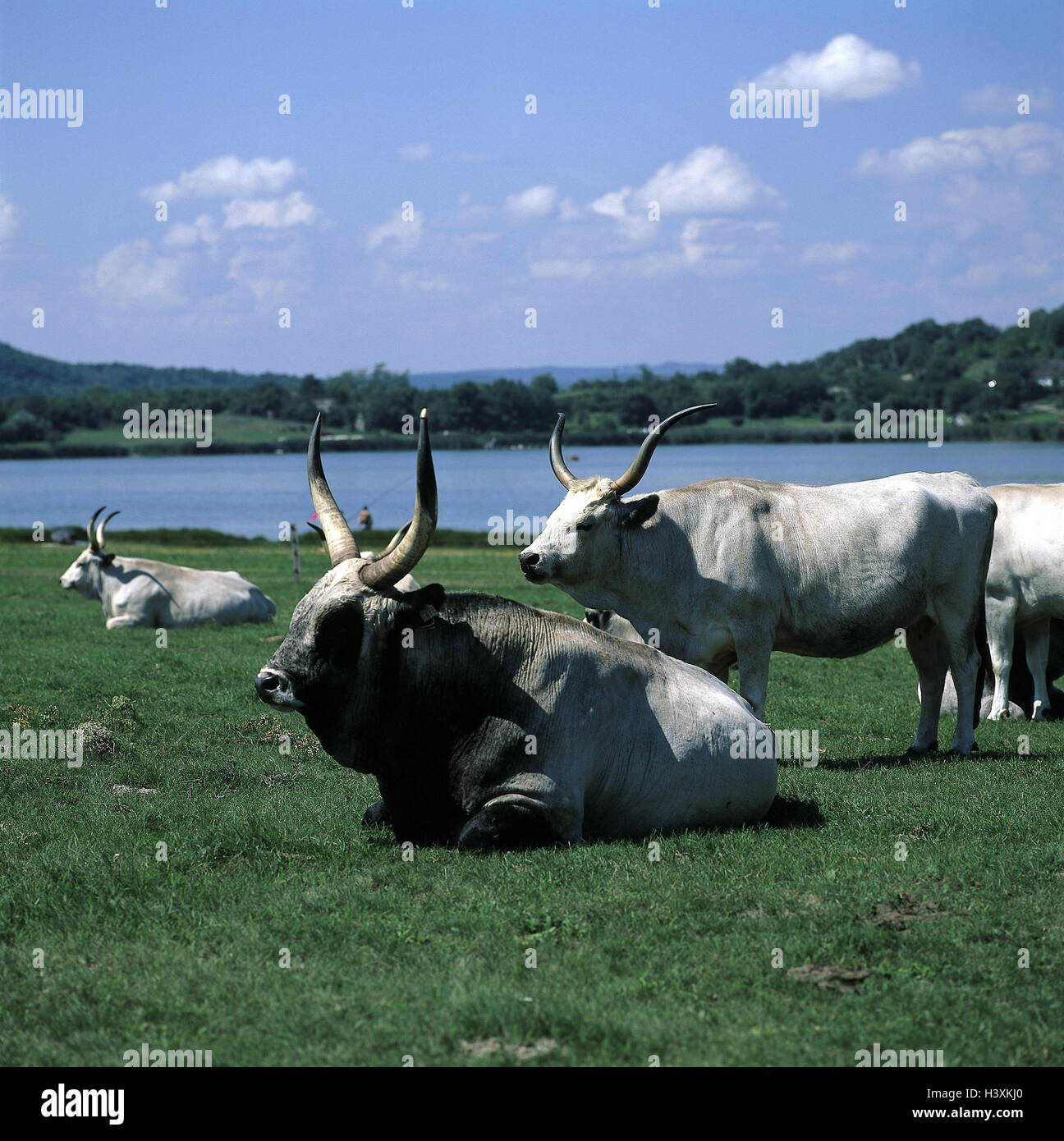 Hungarian steppe cattles hi-res stock photography and images - Alamy
