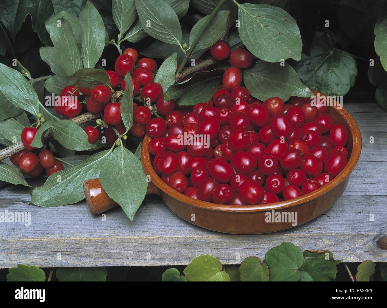 Cornus Mas Fruit Comestible Online Buy | www.kasacolourchem.com