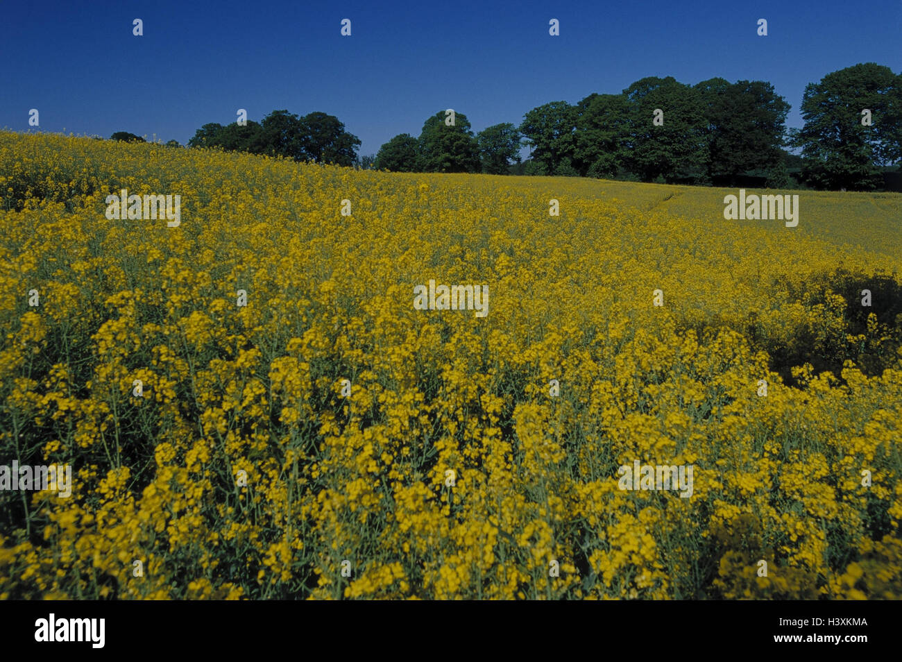 Germany, Schleswig - Holstein, edge the forest, rape field, Brassica ...