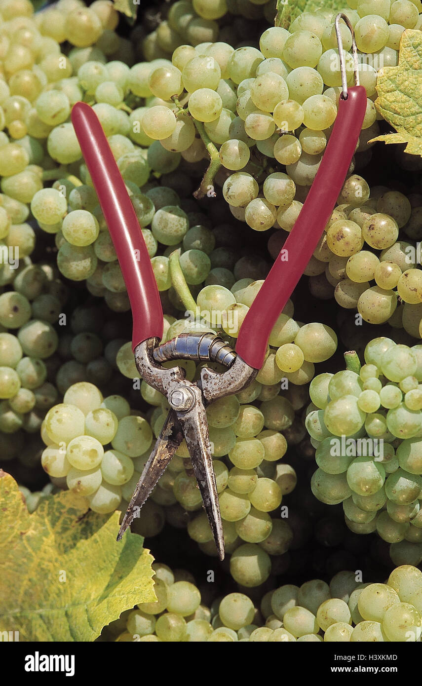 Vintage, grapes, scissors, Still life, agriculture, economy, wine ...