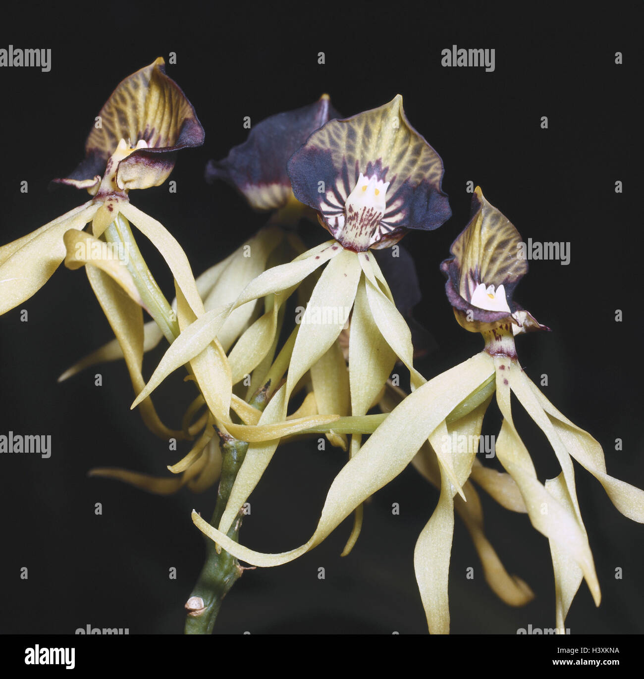 Main period bloom hi-res stock photography and images - Alamy