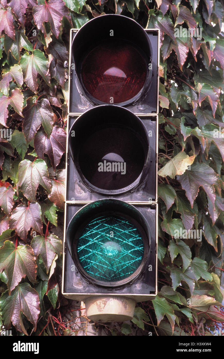 Traffic light, green, Virginia creeper, traffic sign, traffic control ...