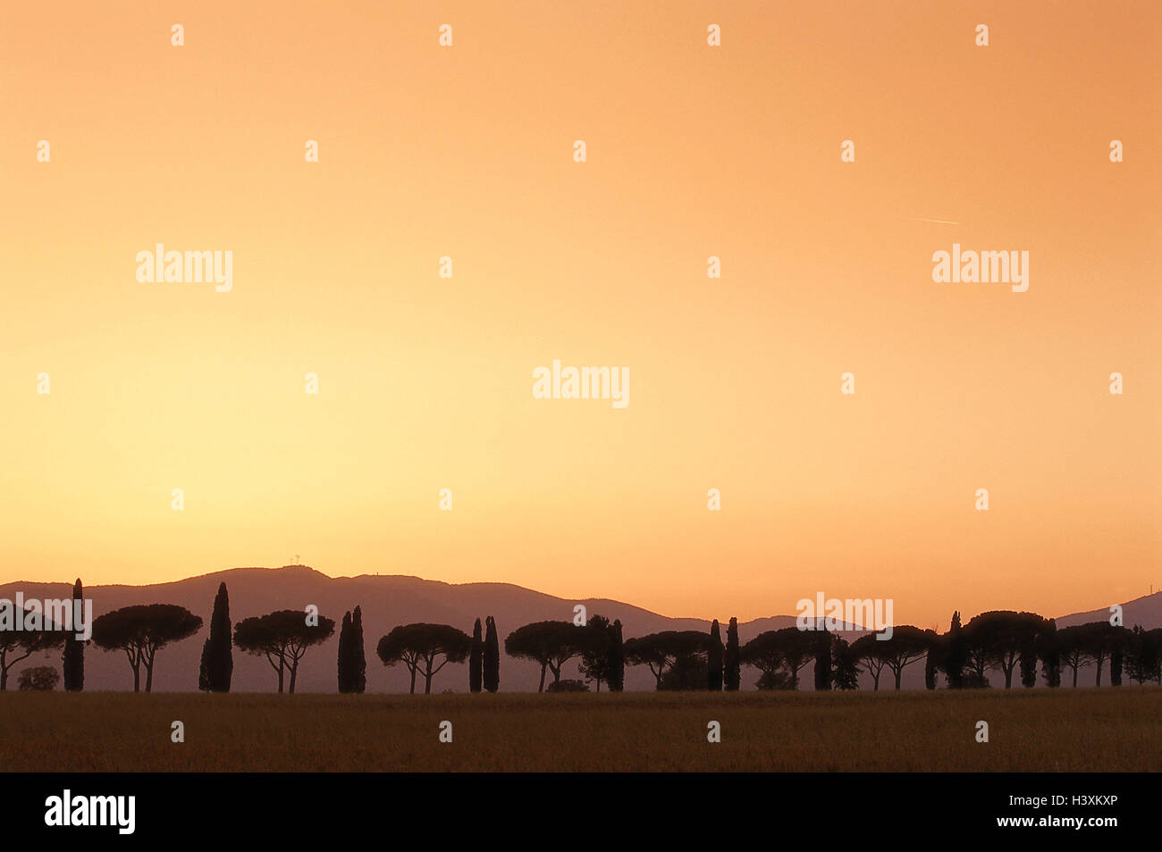 Italy, Tuscany, cypresses, pines, series, evening, tree, trees, pine ...