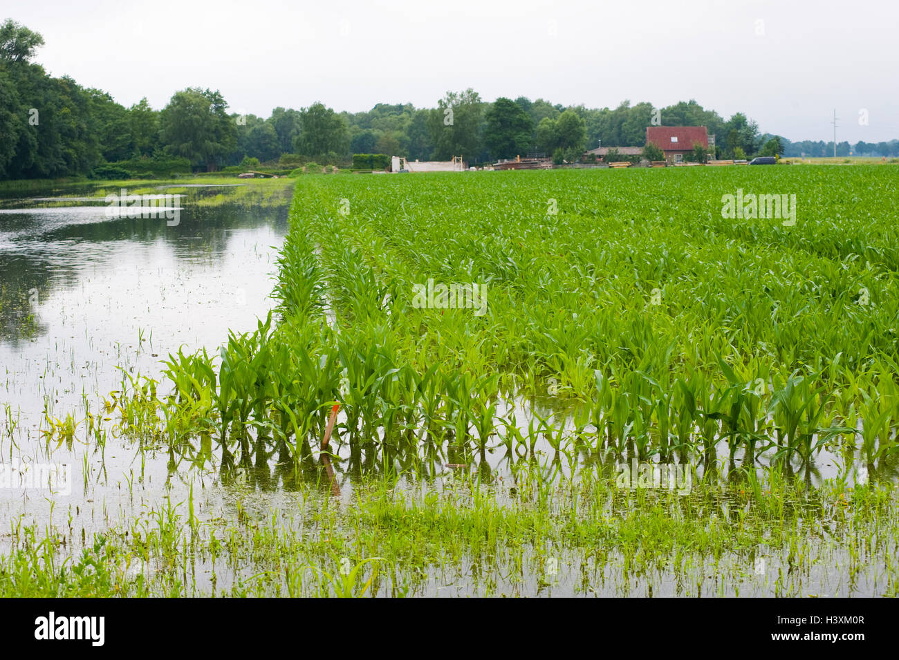 Corn under water after heavy rainfall in the Netherlands Stock Photo ...