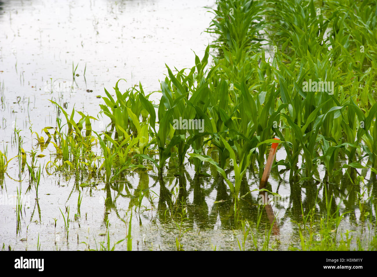 Corn under water after heavy rainfall in the Netherlands Stock Photo ...