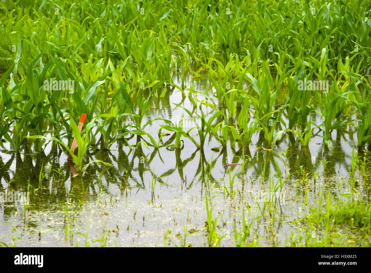 Corn under water after heavy rainfall in the Netherlands Stock Photo ...