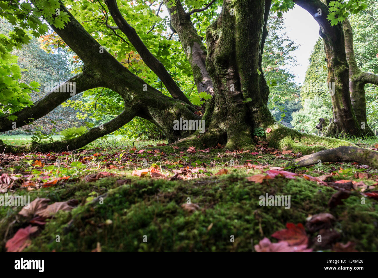 The roots, trunk and branches of an Acer japonicum Stock Photo - Alamy