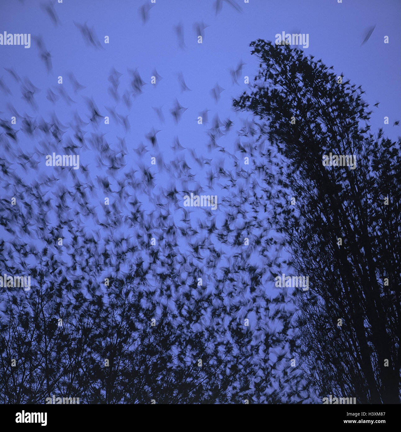 Glaucoma dream, Sturnus vulgaris, poplar, dusk, bird's dream, dream ...