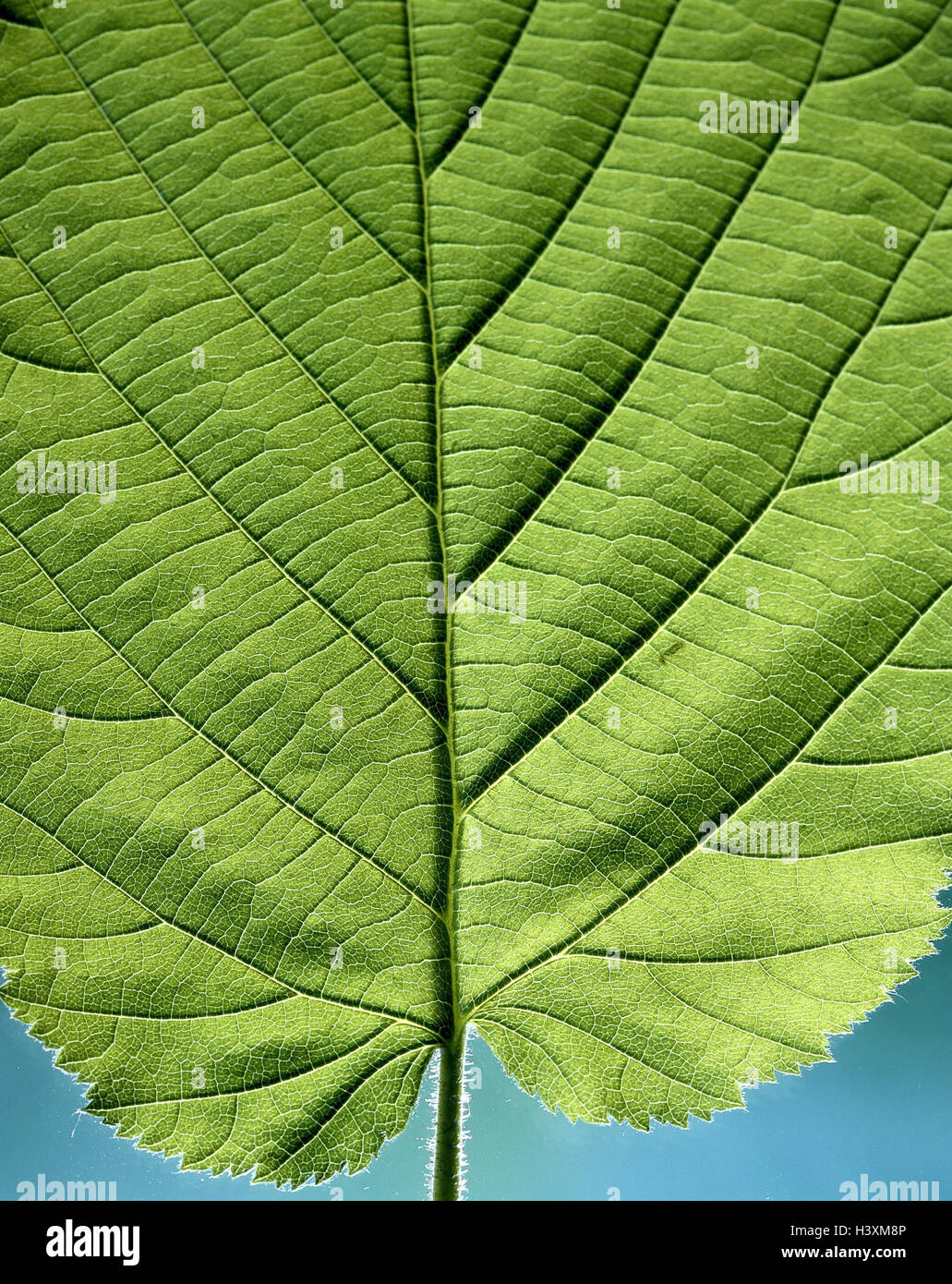 Hazel bush, leaves, conductors, detail, plant, shrub, plant leaves ...