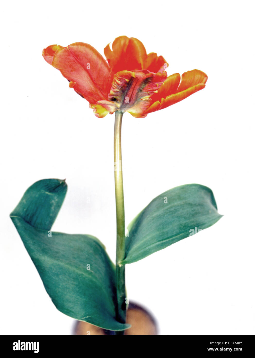 Still life with parrot hi-res stock photography and images - Alamy