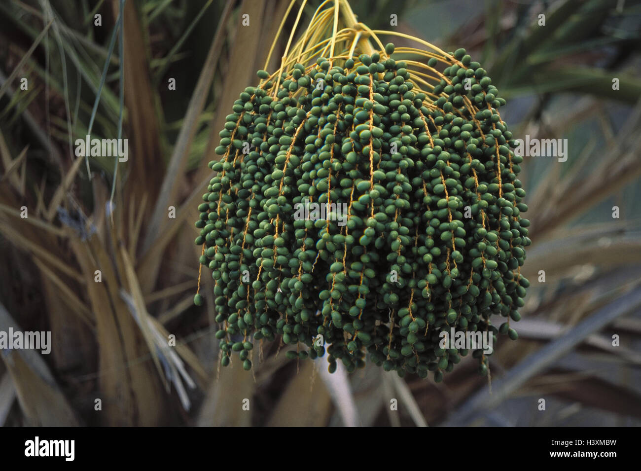 Spain, Canary islands, La Gomera, tree, date palm, fruits, immature ...