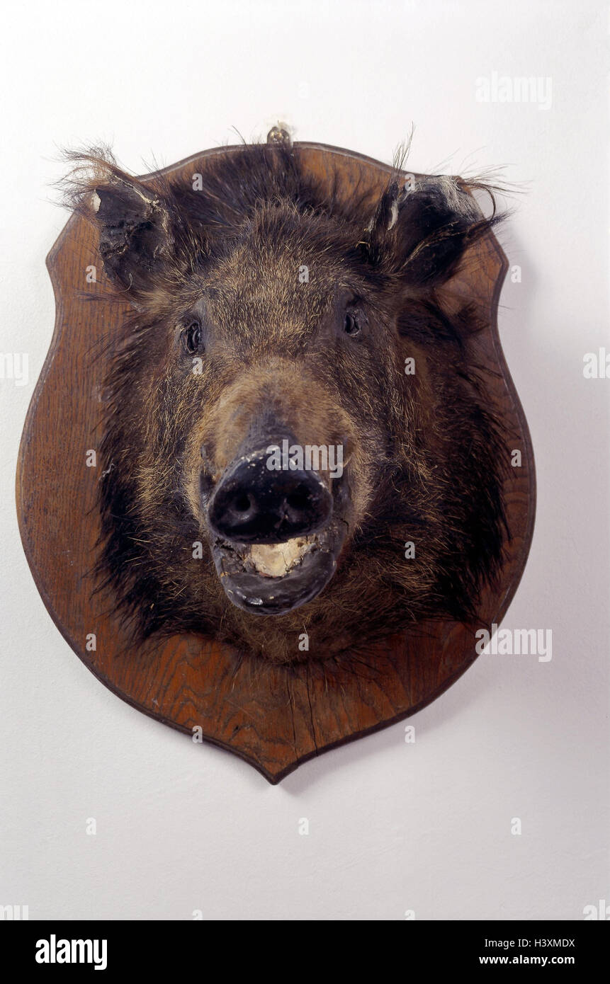 Wild Boar Head