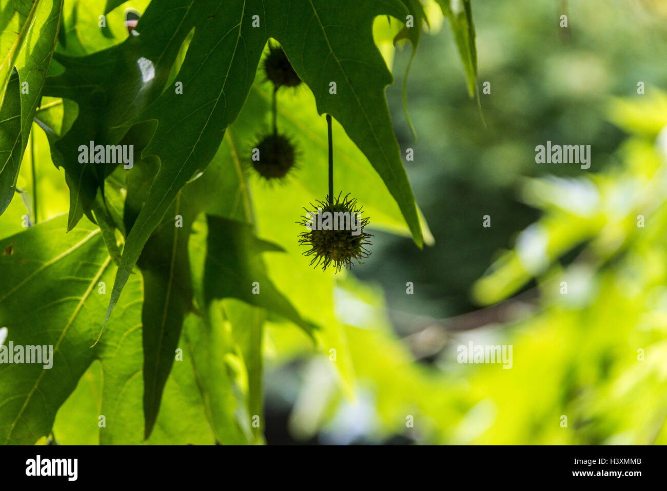 The fruits and leaves of an Oriental plane tree (Platanus orientalis ...