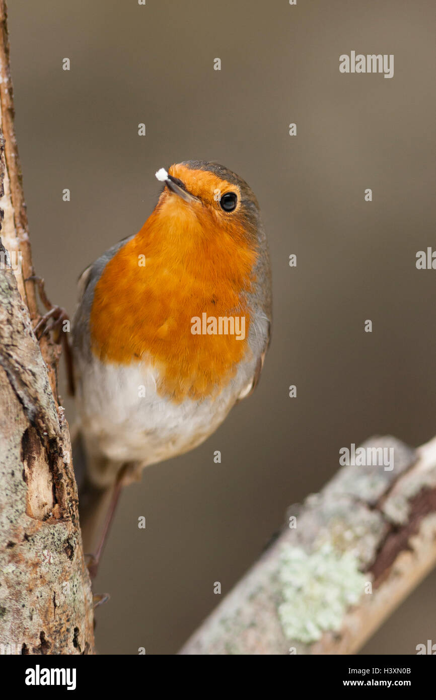 robin perched on textured tree Stock Photo - Alamy