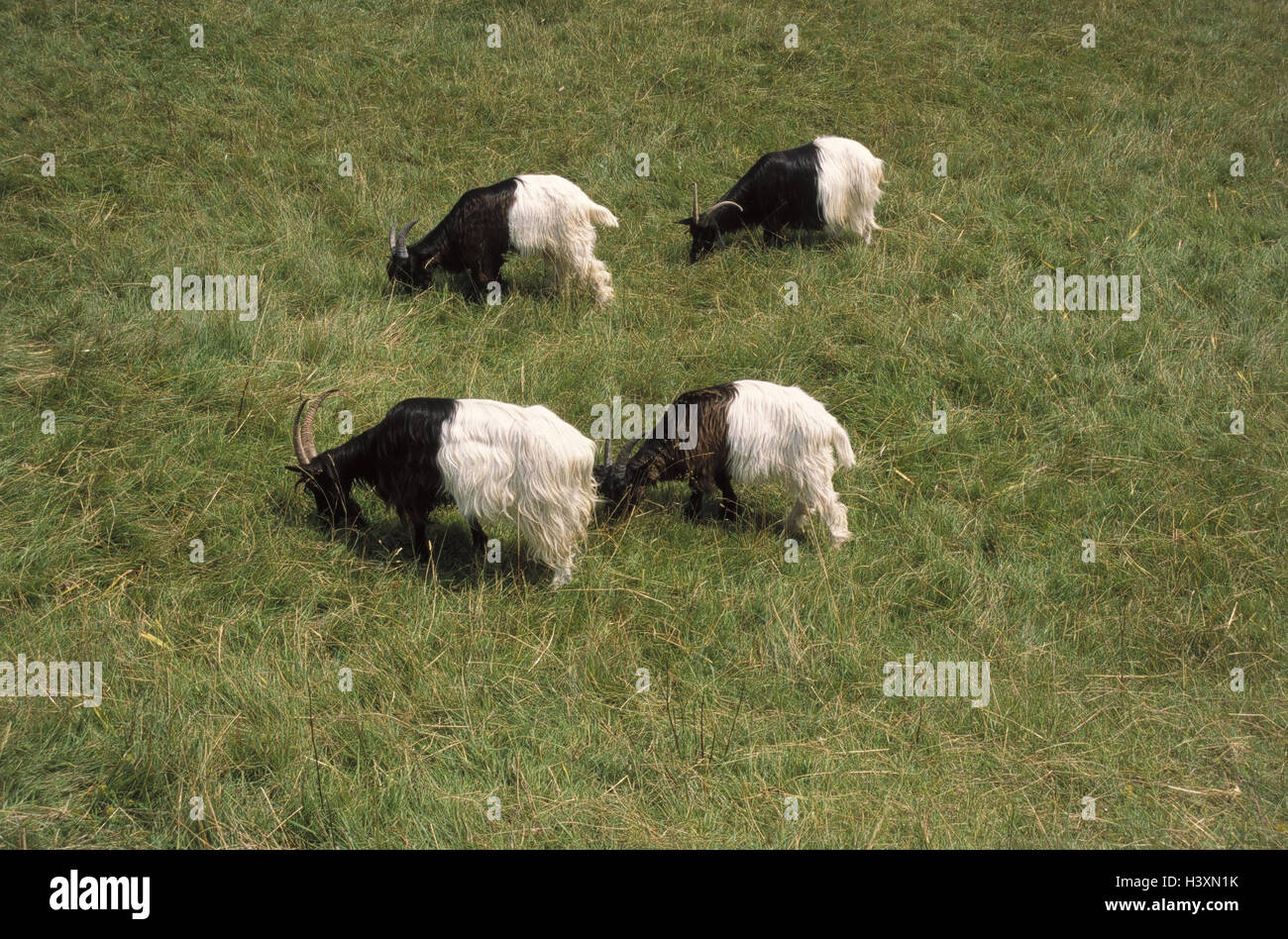 Black neck goats hi-res stock photography and images - Alamy