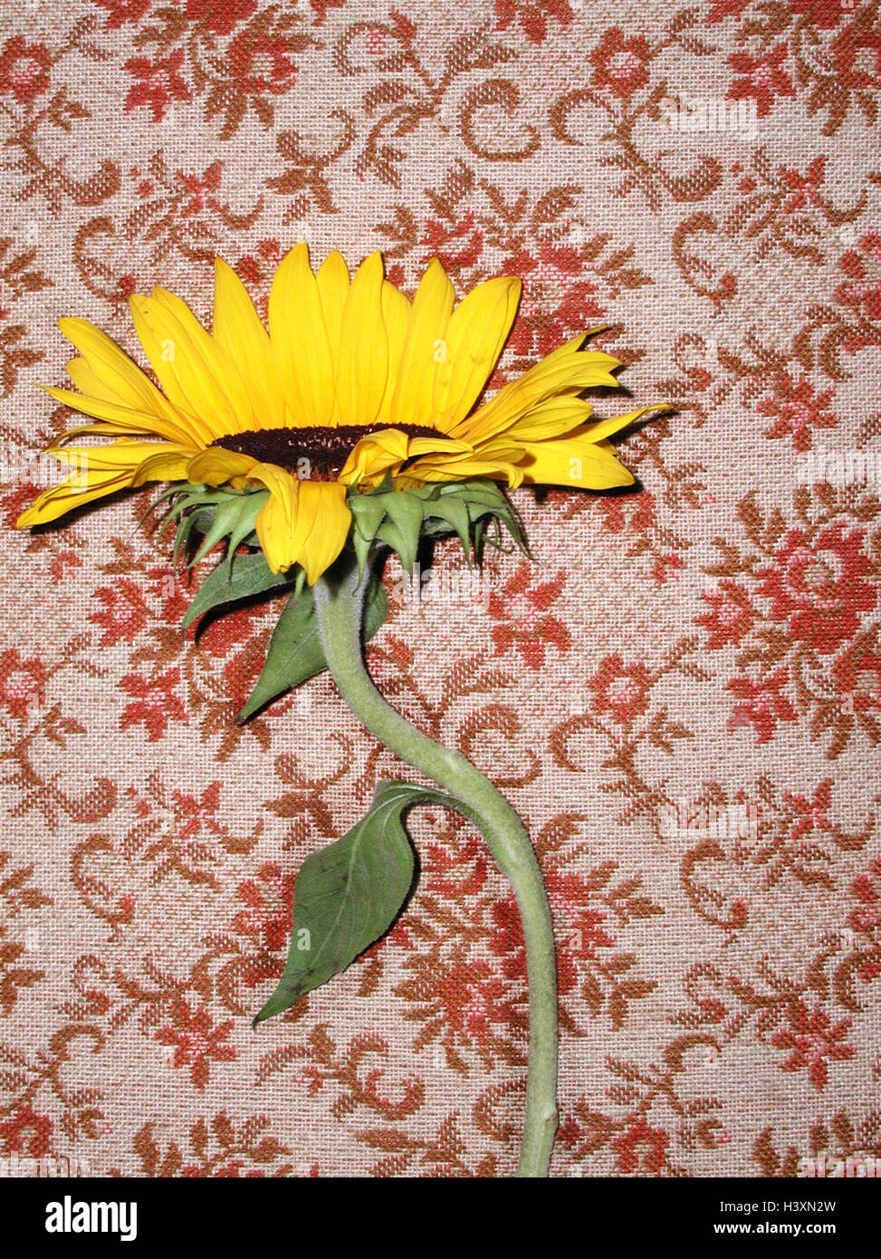 Substance, patterned, sunflower tissues, textiles, samples, floral ...