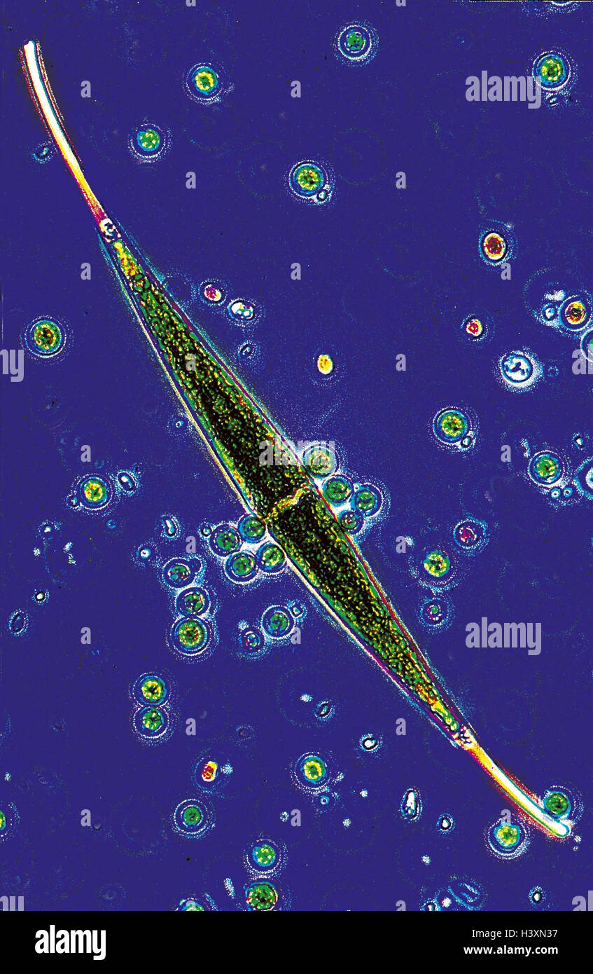 Ornamental green alga hi-res stock photography and images - Alamy