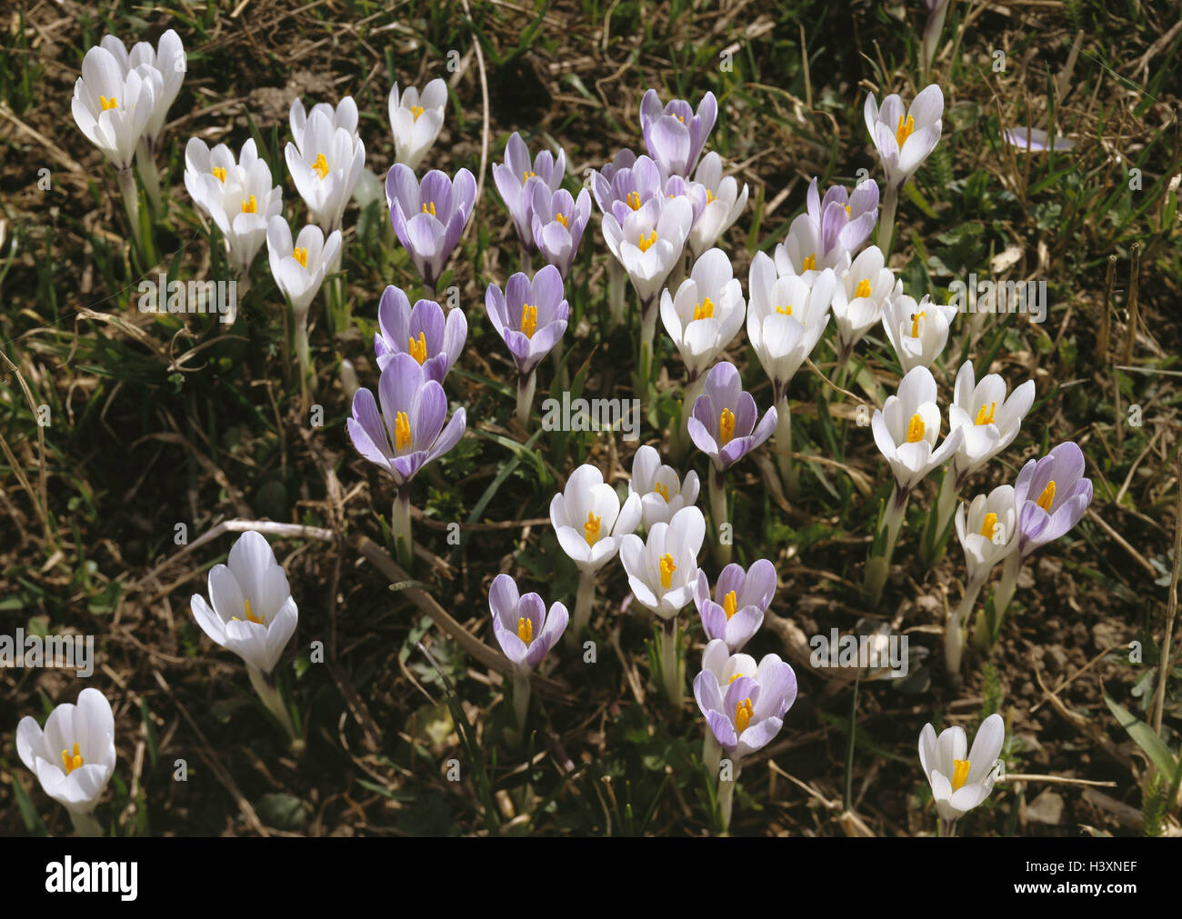 Spring crocuses, Crocus albiflorus, violet, spring, nature, botany ...
