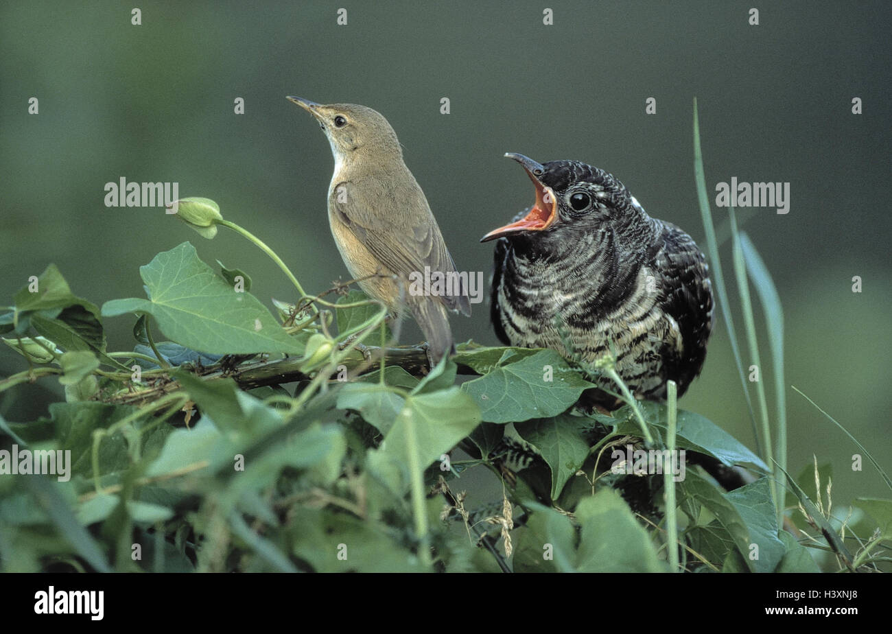 Cuckoo brood parasitism hi-res stock photography and images - Alamy