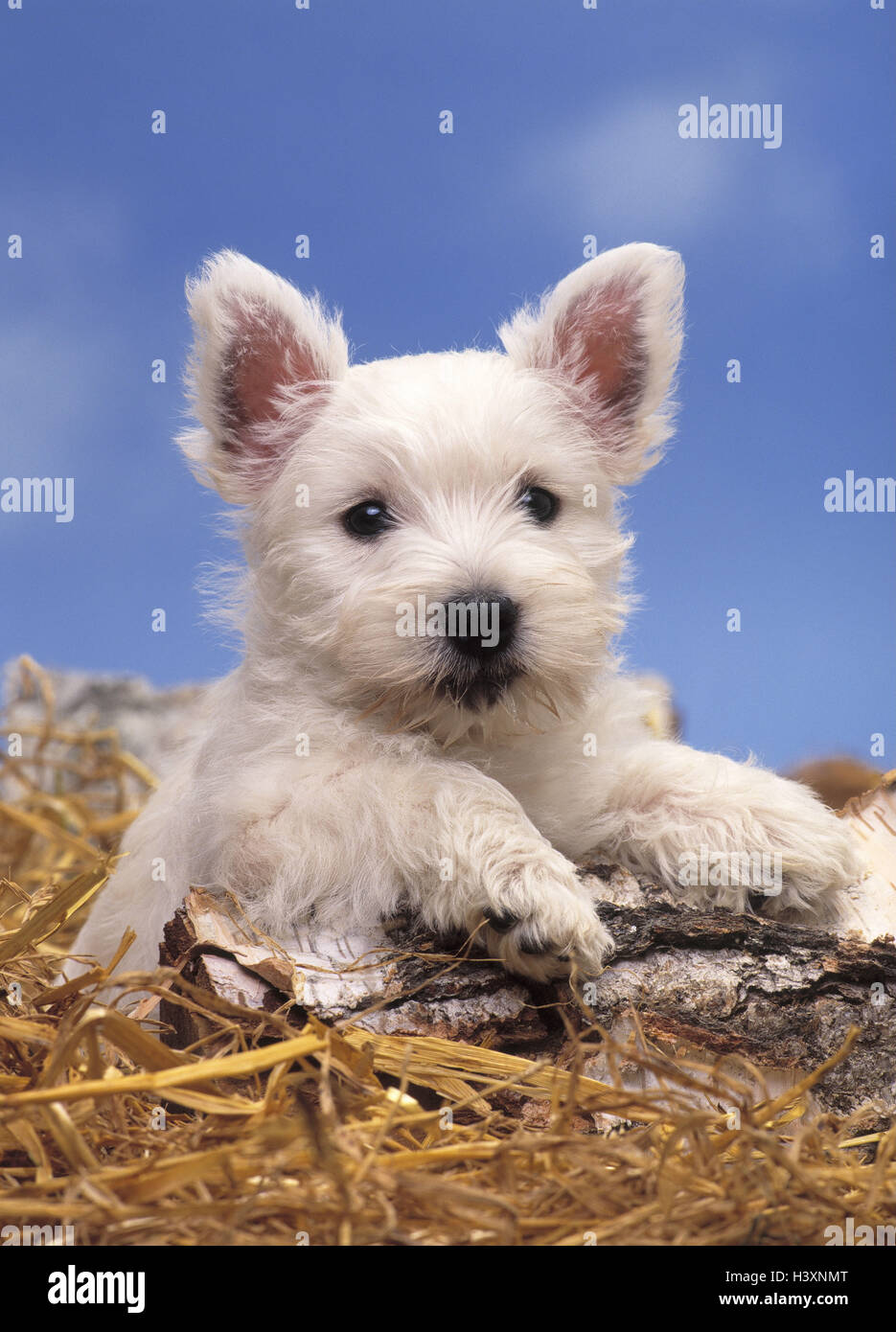 Dog, young, terriers, animal, animals, mammal, mammals, dogs, Canidae ...