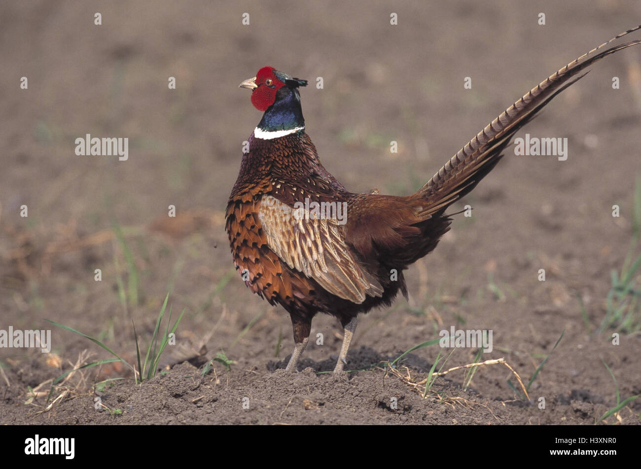 Surface the earth, hunting pheasant, Phasianus colchicus, Hungary ...