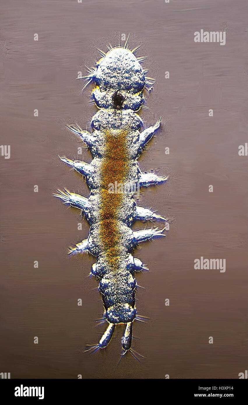 Microscope recording, bear's little animal, microcosm, Tardigrada ...