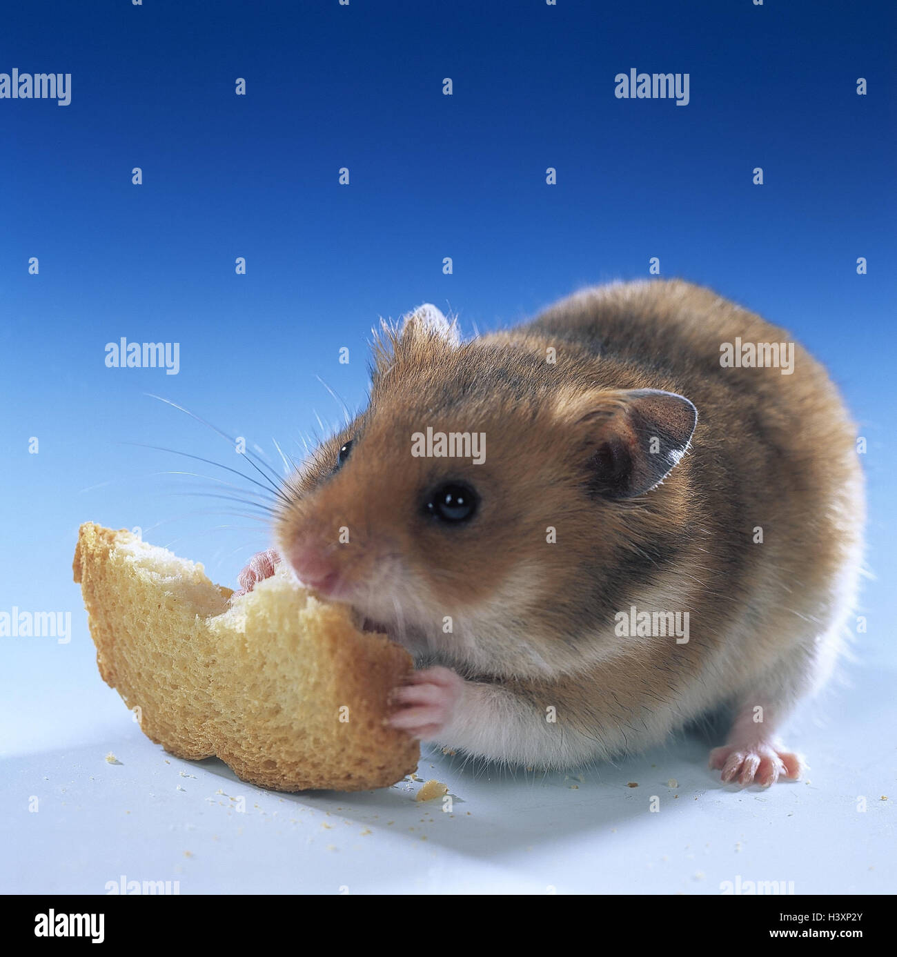 Golden Hamster Eat Food High Resolution Stock Photography and Images ...