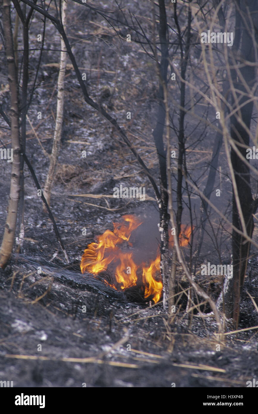 Forest fire, rest fire, wood, burn, fire, flames, fire disaster, forest ...