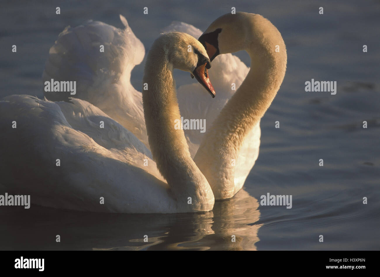 Lake, hump swans, Cygnus olor, touch, swim, Europe, Germany, animals ...