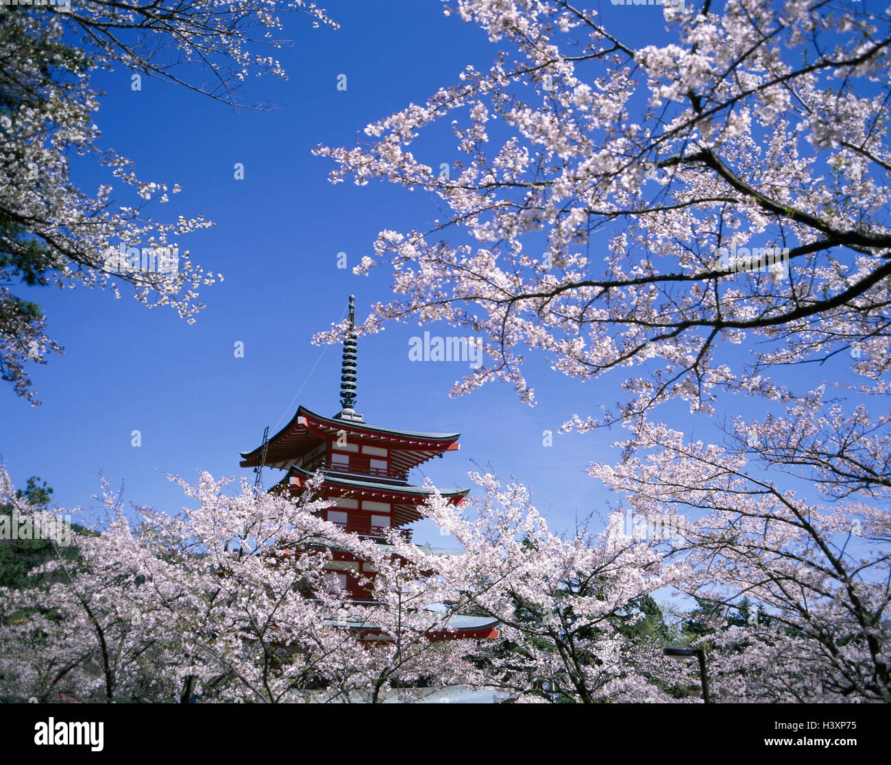 Japan, Honshu, Fujiyoshida, temple, detail, cherry flower, Asia ...