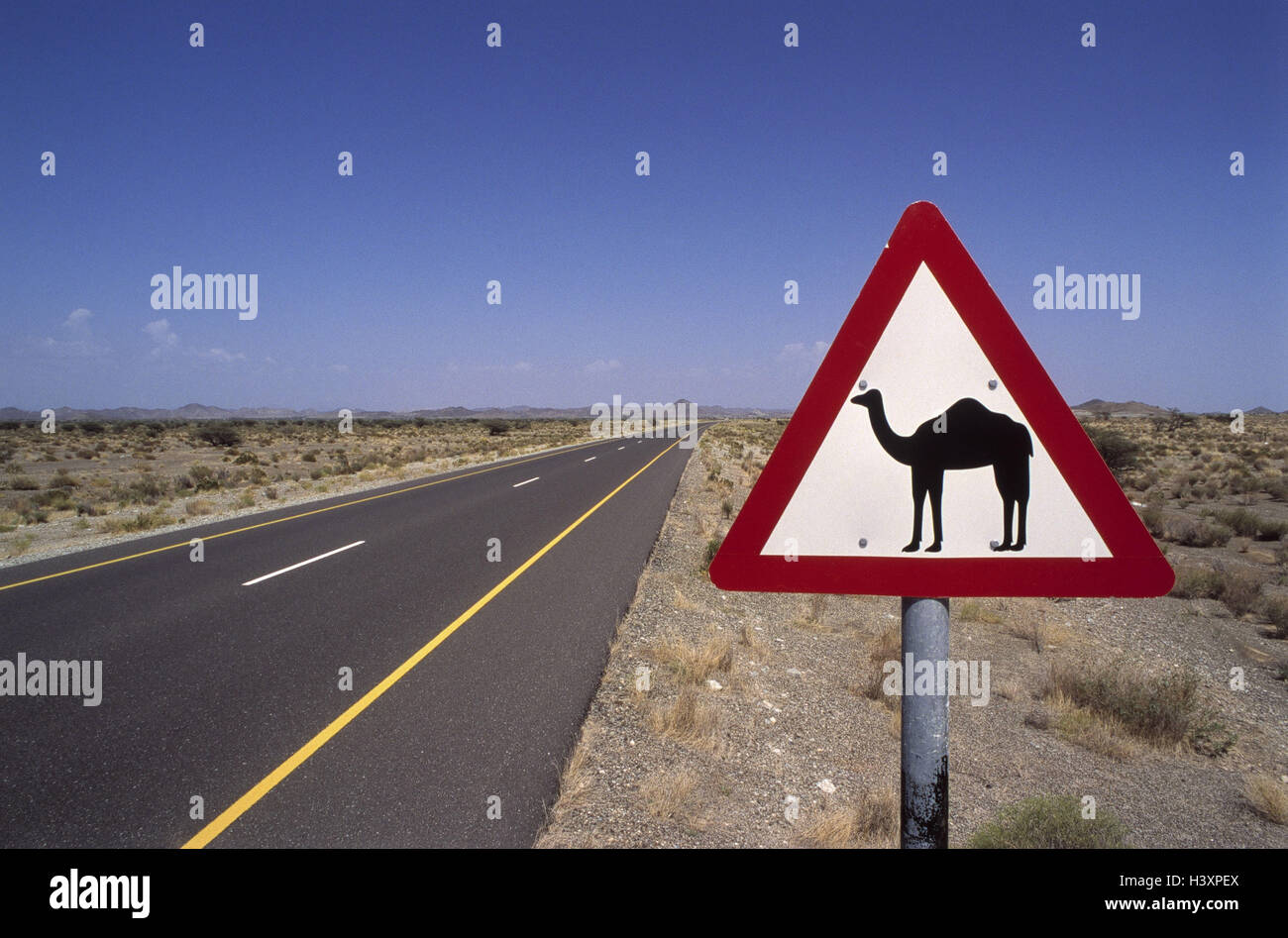 Oman, highland, with Nizwa, street, road sign, camel warning, country ...
