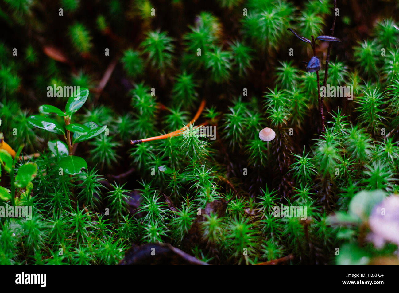 Forest moss texture top view of overall plan Stock Photo - Alamy
