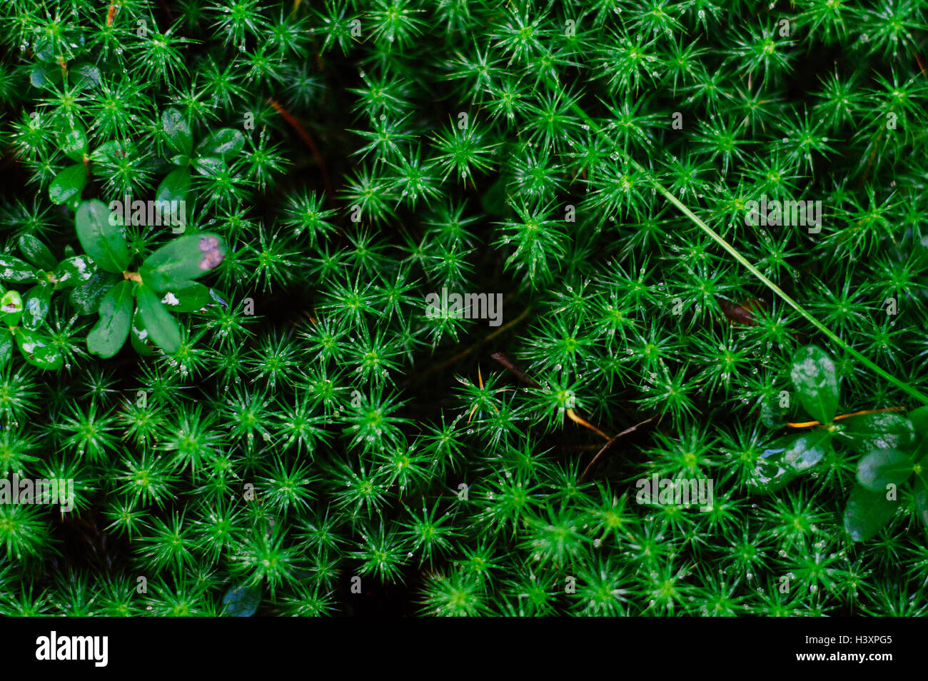 Forest moss texture top view of overall plan Stock Photo - Alamy