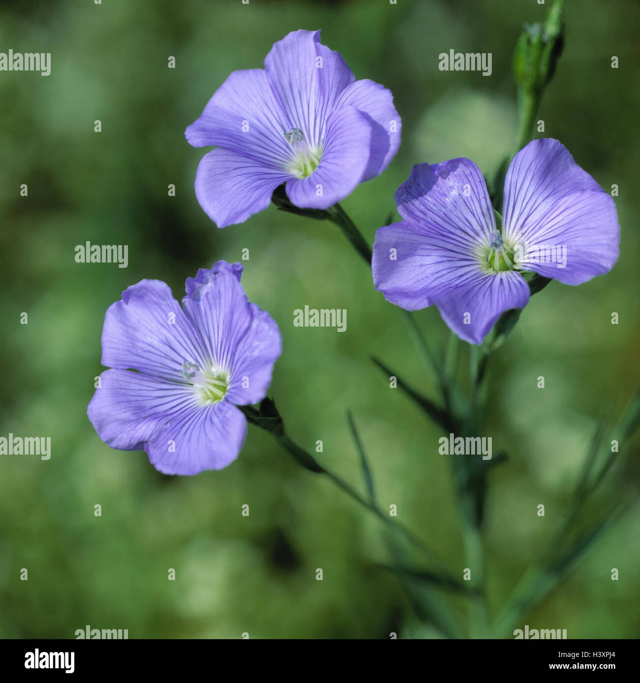 Real flax herb hi-res stock photography and images - Alamy