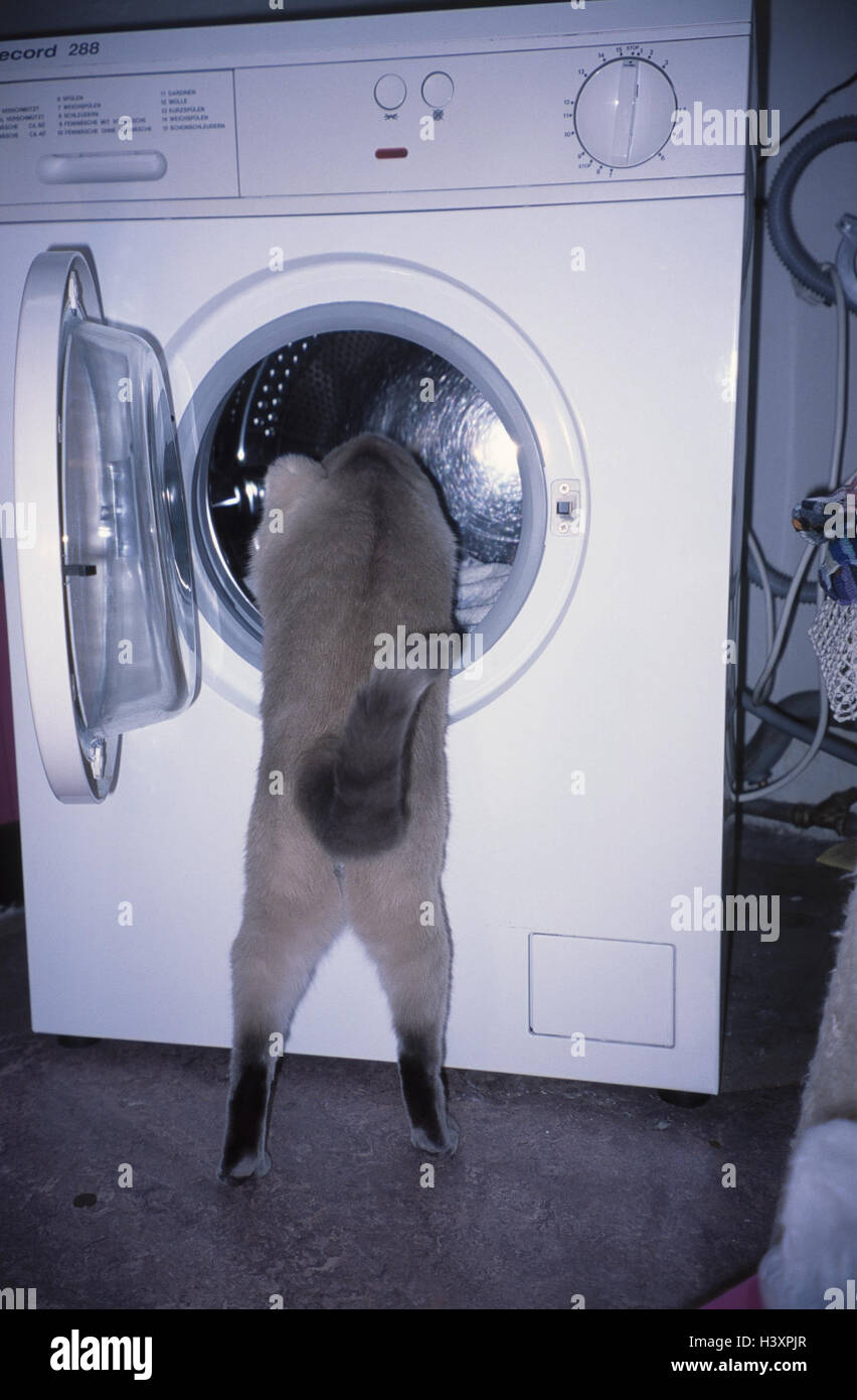 Dangers in the household, washing machine, cat, machine, washing ...