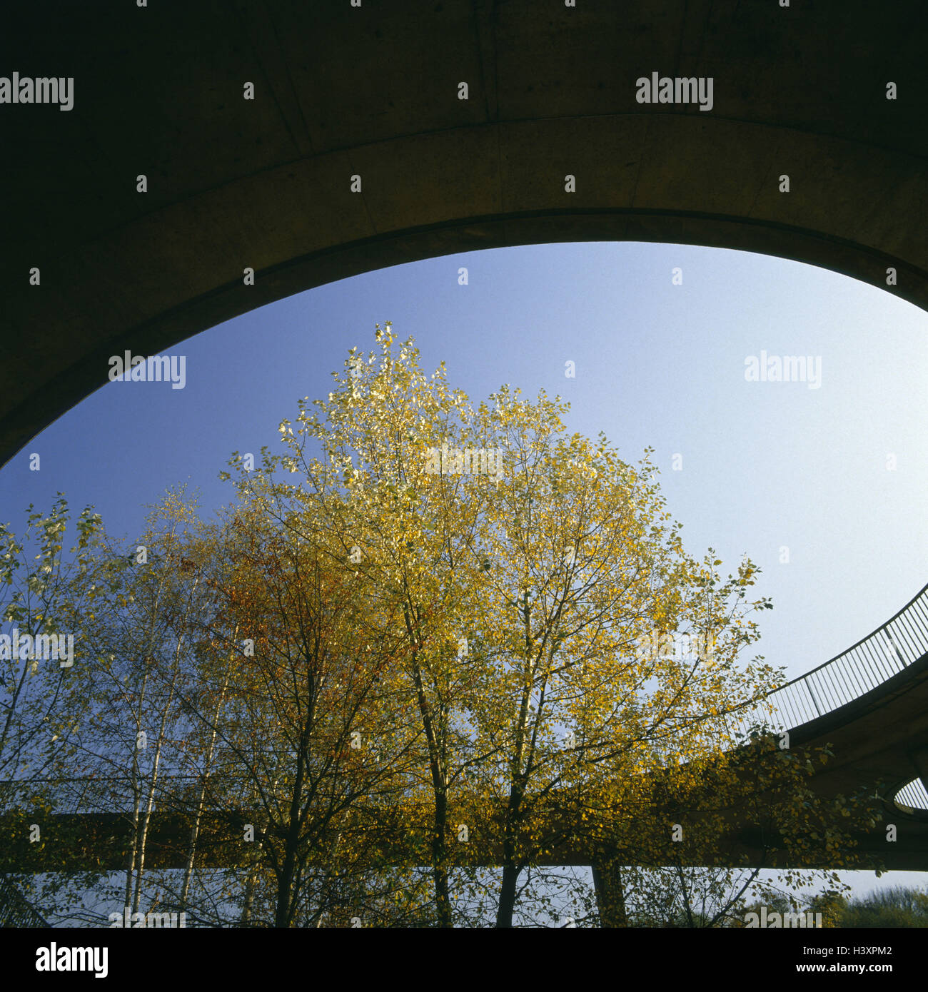 Bridge, bow, trees, autumn, season, broad-leaved trees, birches, Betula ...