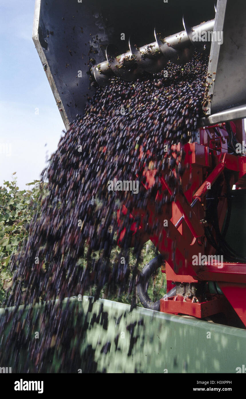 Germany, Baden-Wurttemberg, vintage, harvester, grapes, flush ...