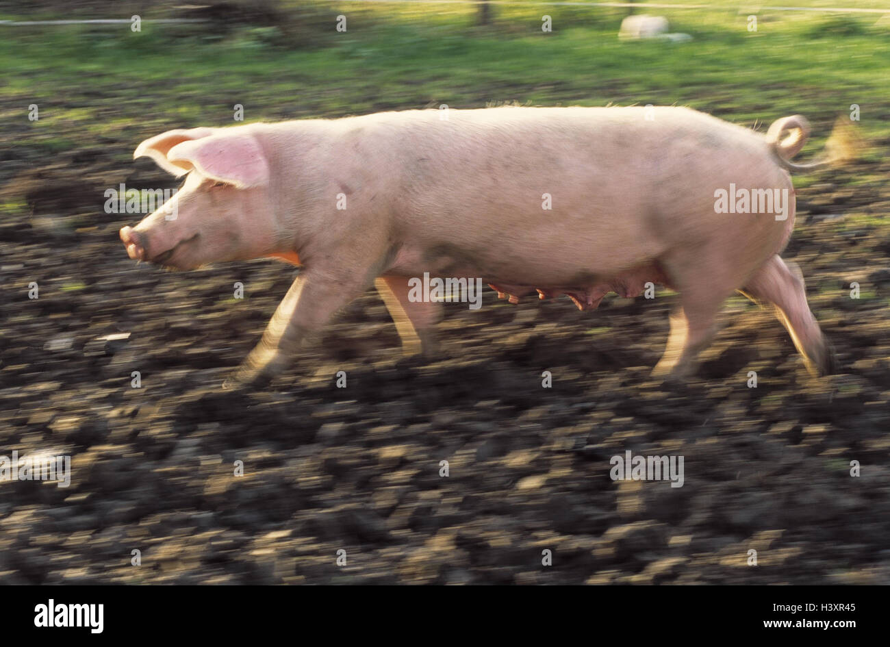 Farm, house pig, Sus scrofa domesticus, run, mud agriculture, economy ...