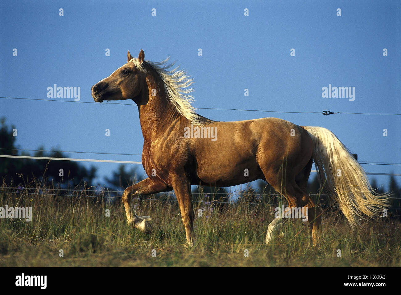 Belt, horse, Welsh Cob, animal, animals, mammal, mammal, horses ...