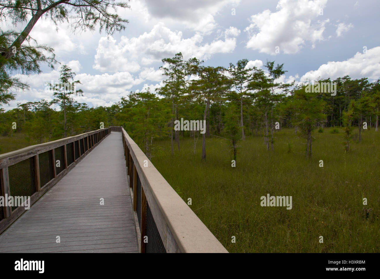 Grasslands everglades national park florida hi-res stock photography ...