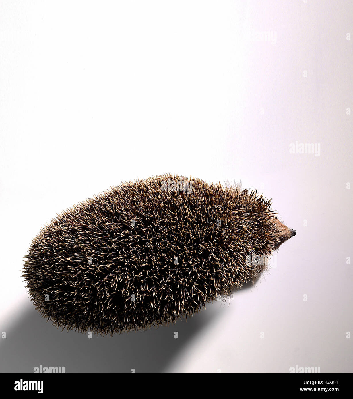 European hedgehog, Erinaceus europaeus, Animals, mammals, mammal, thorn ...