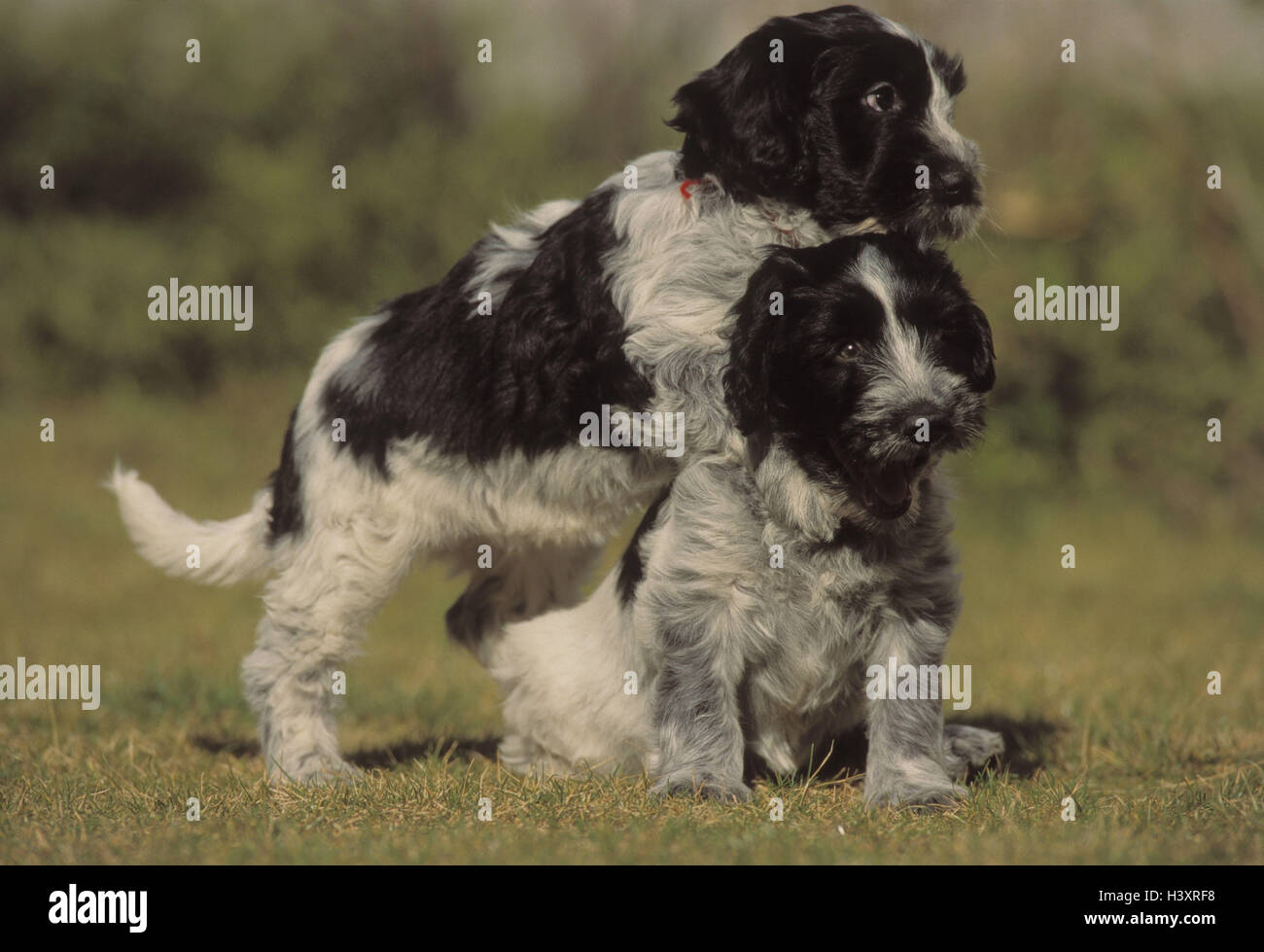 Cocker Spaniel, puppy, two, play, meadow, animals, dogs, pets, mammals ...
